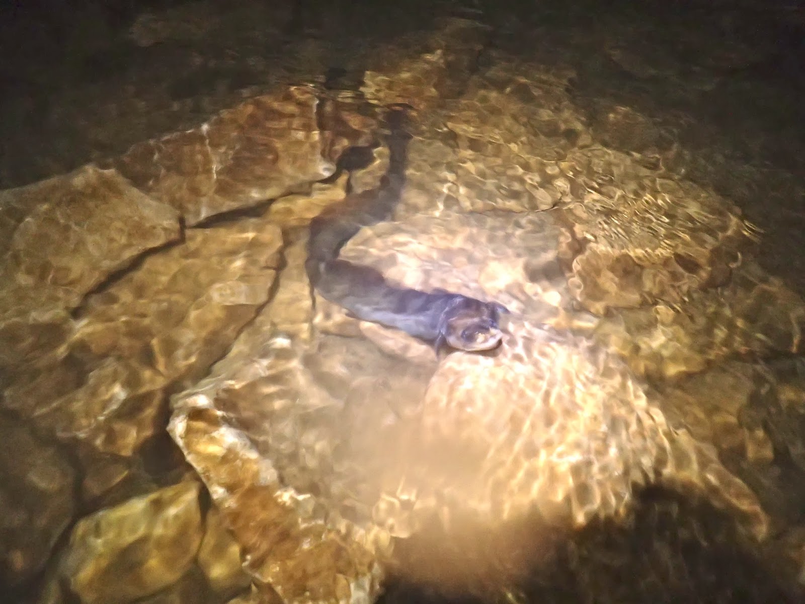 Saul and Chelsia: Over the Moon and Back: Waitomo Fluorescent Maggot ...