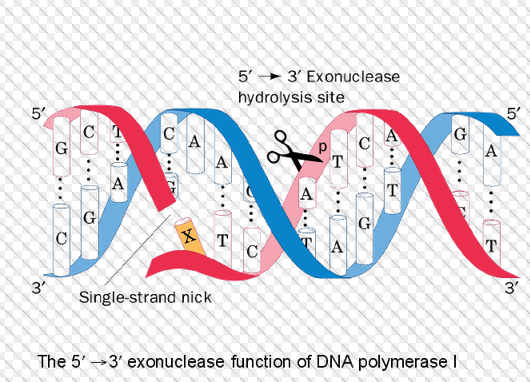 Z87 - DNA , RNA , Biochemistry: DNA 33 - Joe Stack and stacked DNA Z87 - DNA , RNA , Biochemistry: DNA 33 - Joe Stack and stacked DNA