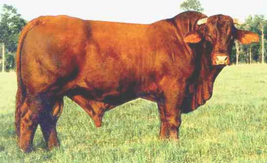 Ciri Ciri Dan Tipe Sapi Santa Gertrudis | Info Bagus