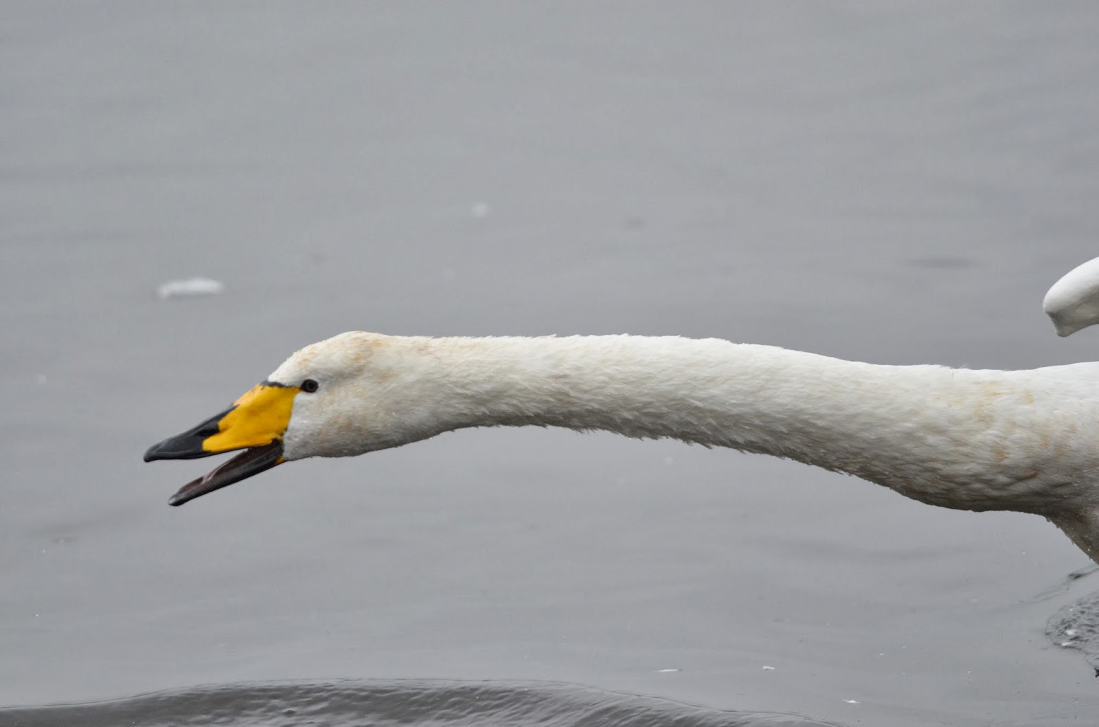The Early Birder: Whooper Swan
