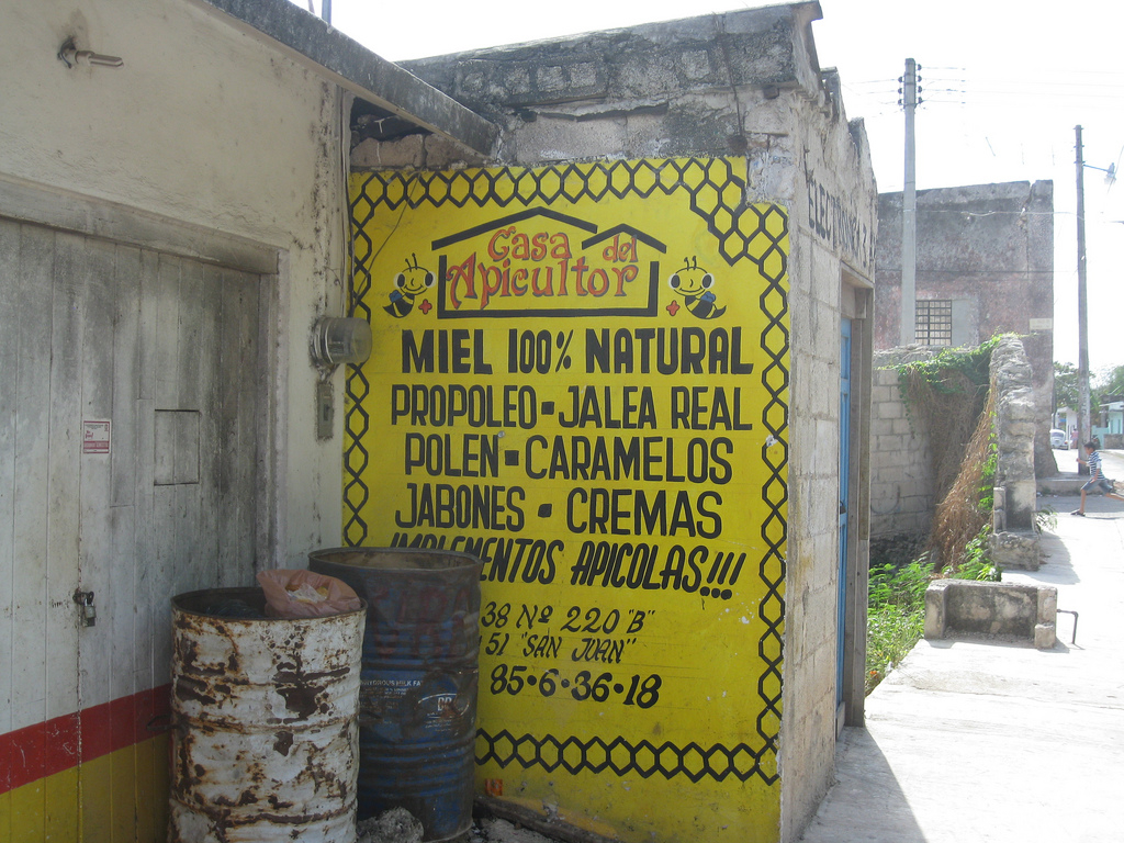 Botany Without Borders: Tajonal, The Secret Mayan Plant