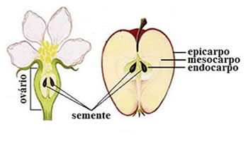 Biogil: PSEUDOFRUTOS