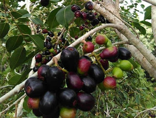 Bicara Mentari: BUAH JAMBU HITAM KERIANG DOT