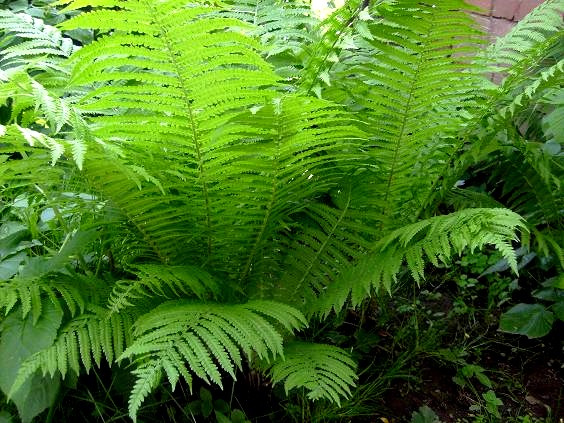 Sfaturi Utile: Feriga