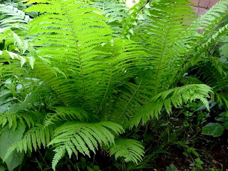 Sfaturi Utile: Feriga