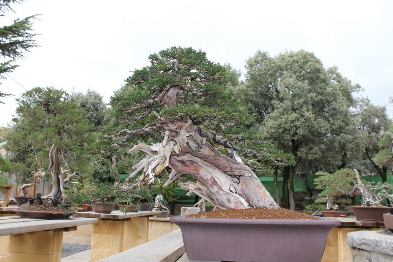 BONSAI HUELVA: VISITA A CASA DE DAVID BENAVENTE