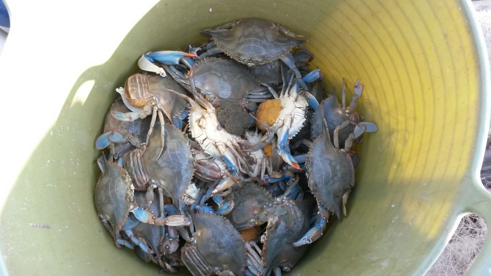 Cangrejo azul - jaiba azul