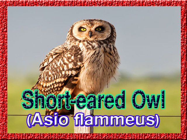 Spreebird wildlife: OWLS FOUND IN PAKISTAN