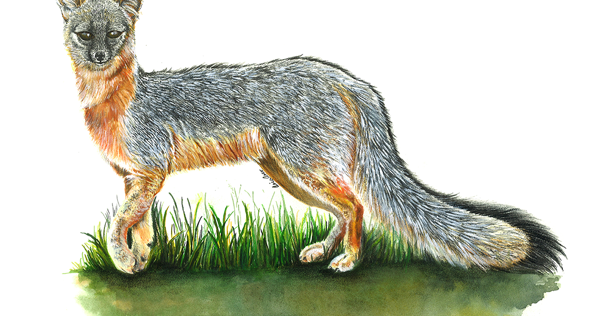 Urocyon cinereoargenteus - María Fernanda Arévalo Espejel