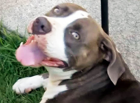 Four legged friends (and enemies): ADDED MORE PHOTOS - Hawaii: "He had ...