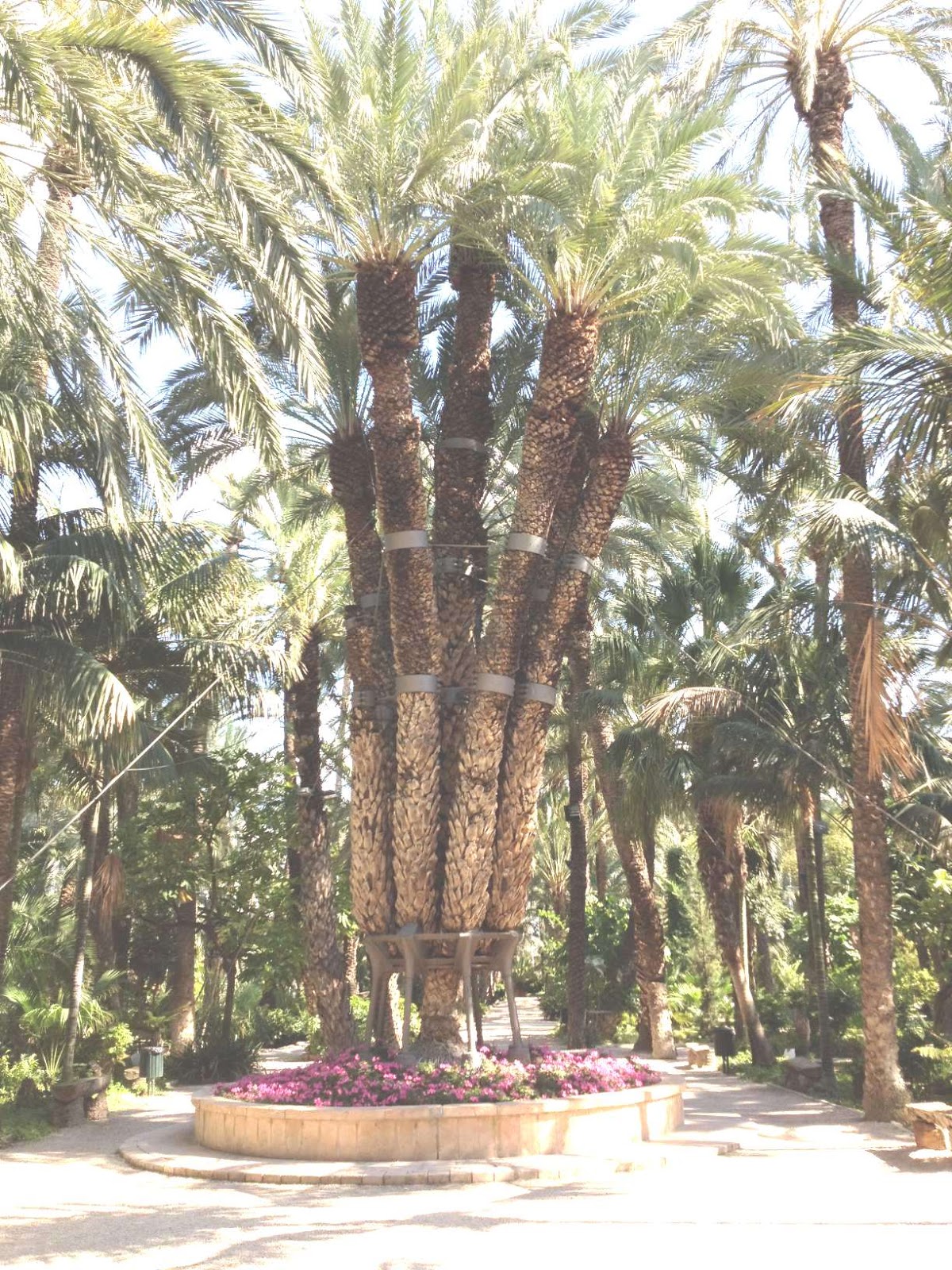 Jan en Truus......Reis Mee: Palmentuin in Elx (Elche)