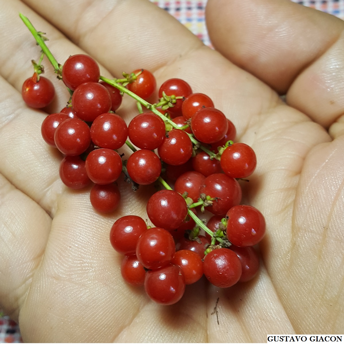 Viveiro Ciprest - Plantas Nativas e Exóticas: Chal-Chal ( Alophylus ...