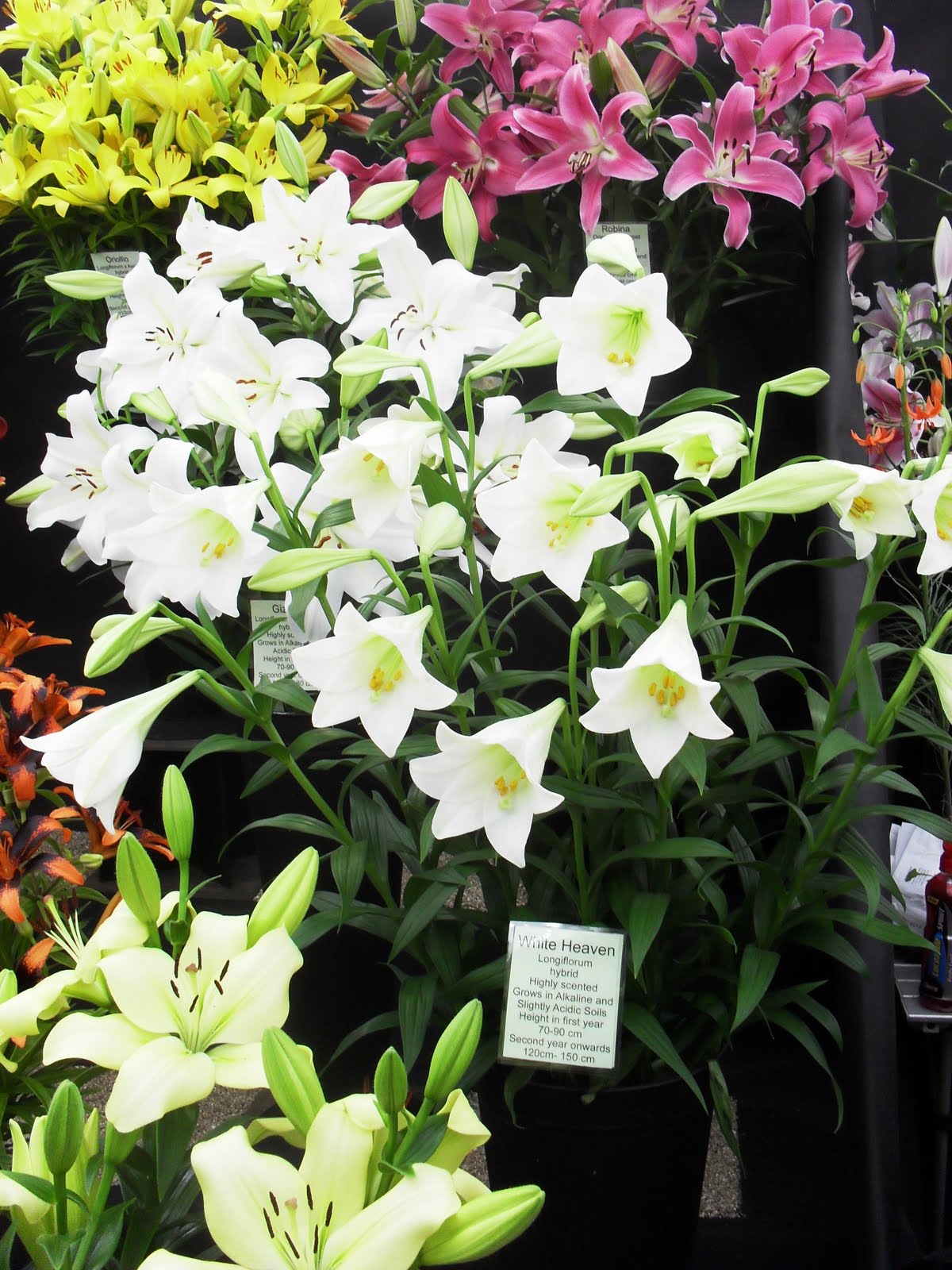 Holly Grove Garden: Malvern Spring Show Impressions (VFTA No 2)