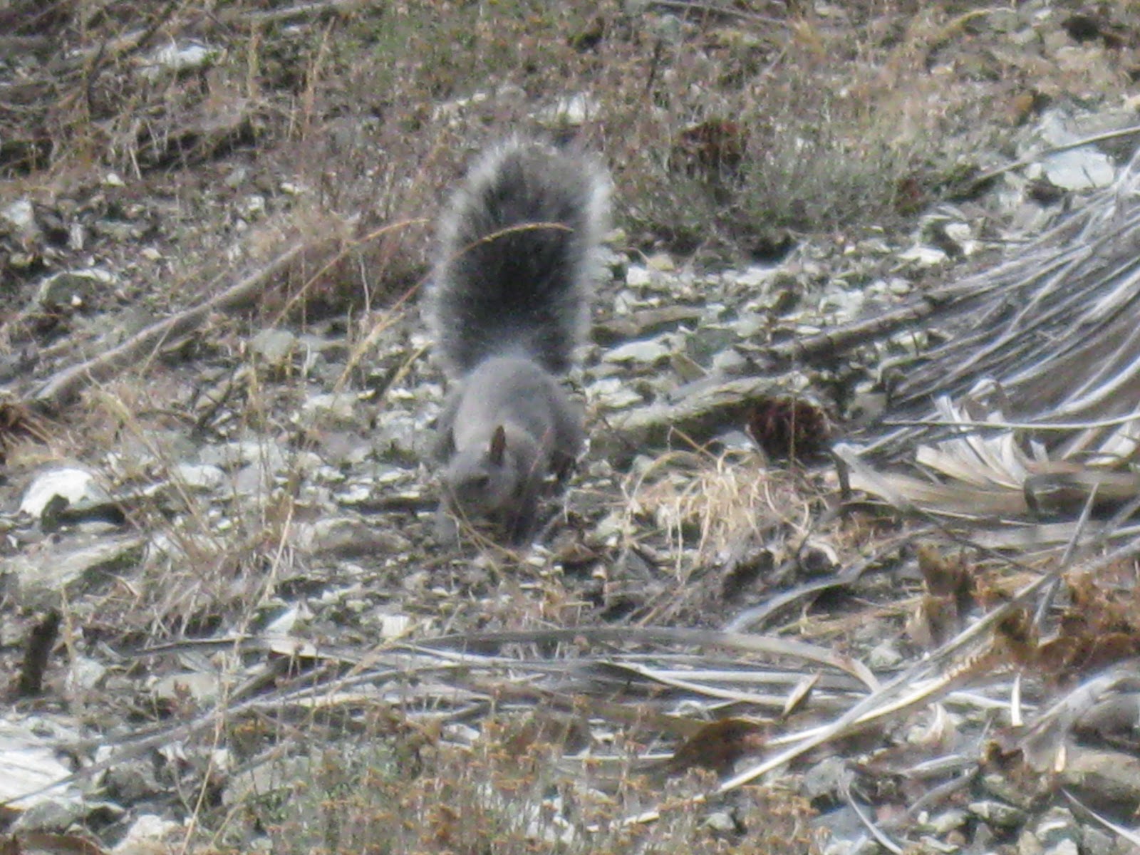 Wildlife in Southern California: Mammals