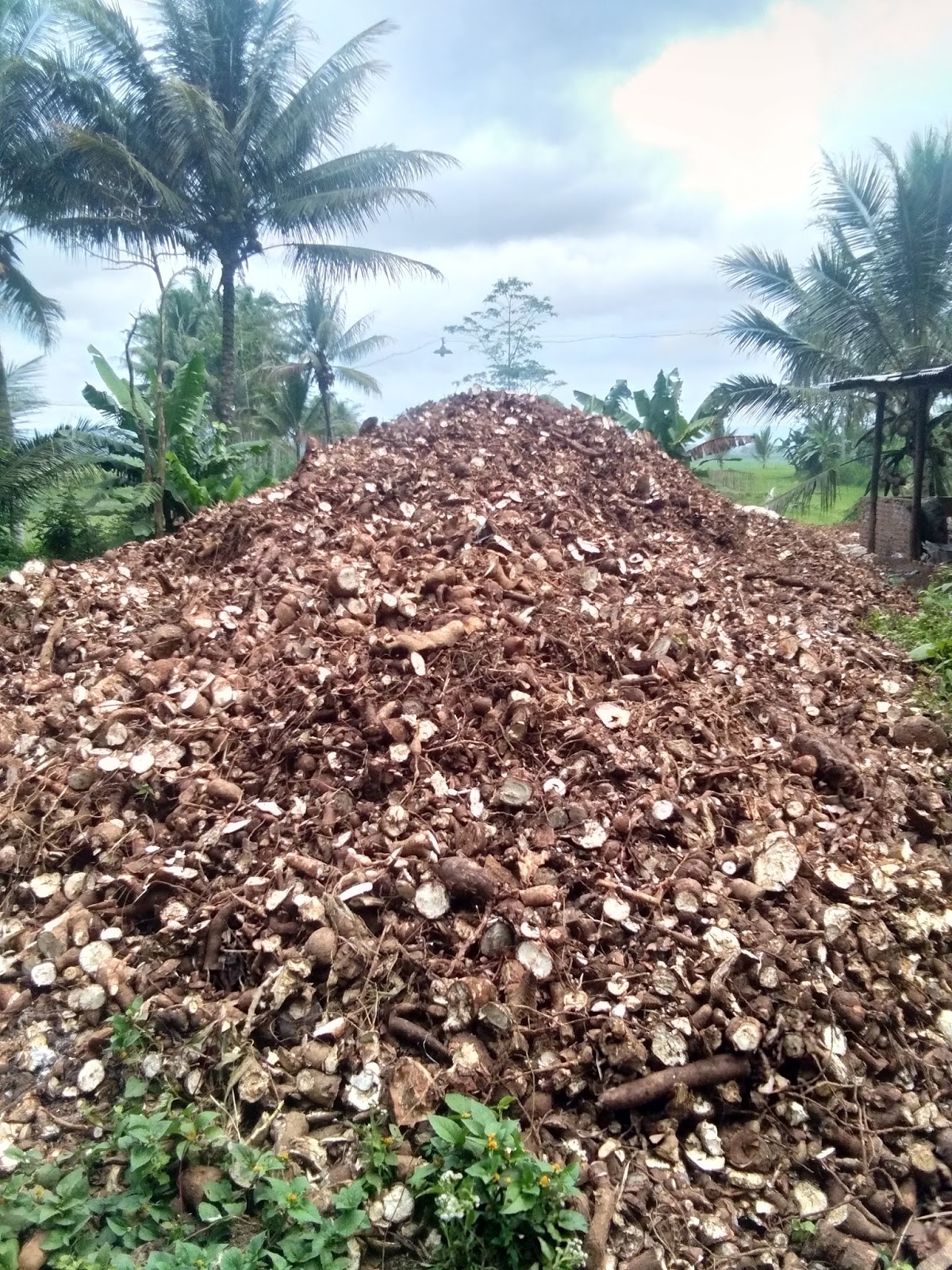 JUAL BORONGAN KULIT SINGKONG Rp 850/kg DAN BONGGOL (PONGKOL) SINGKONG ...