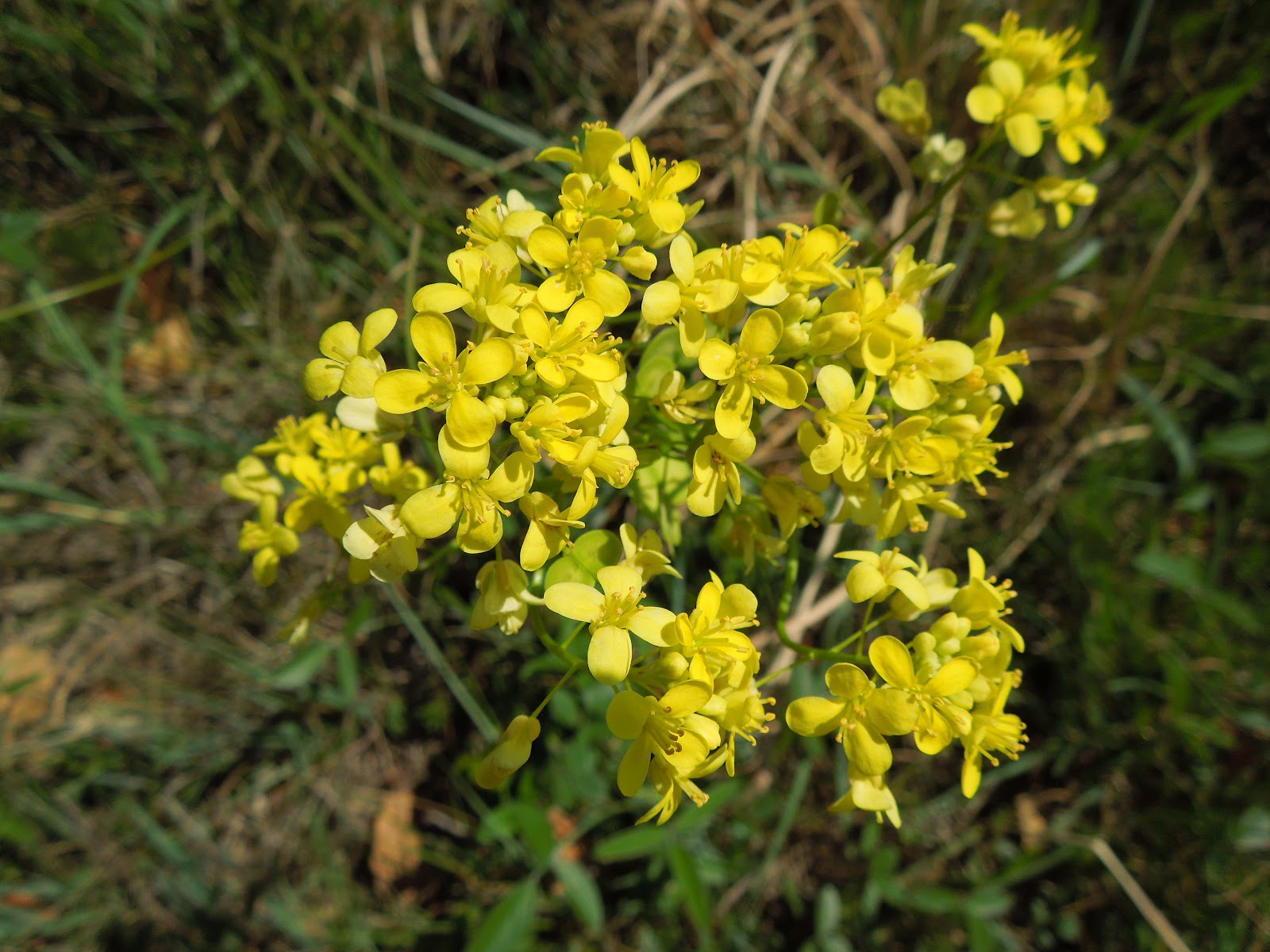 JARAMAGO o RABANIZA AMARILLA - BOTÀNIC SERRAT