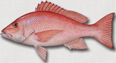 Tips Dan Trik Mancing Ikan Kakap - Kepri Fishing Club