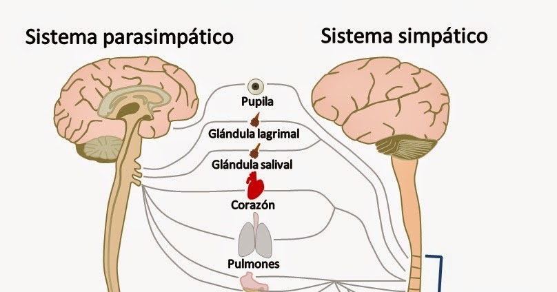 Dra.Durán: SISTEMA NERVIOSO AUTÓNOMO (SIMPATICO-PARASIMPATICO)