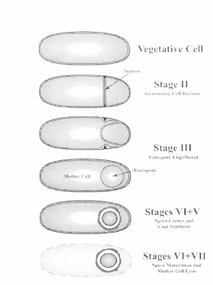 ALL TOPIC PROJECT : ENDOSPORES