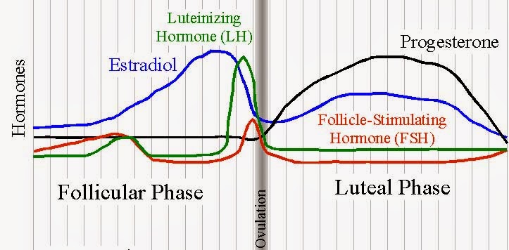 TTC with Saliva Microscope: Day by day ferning - Maybe Baby Saliva ...