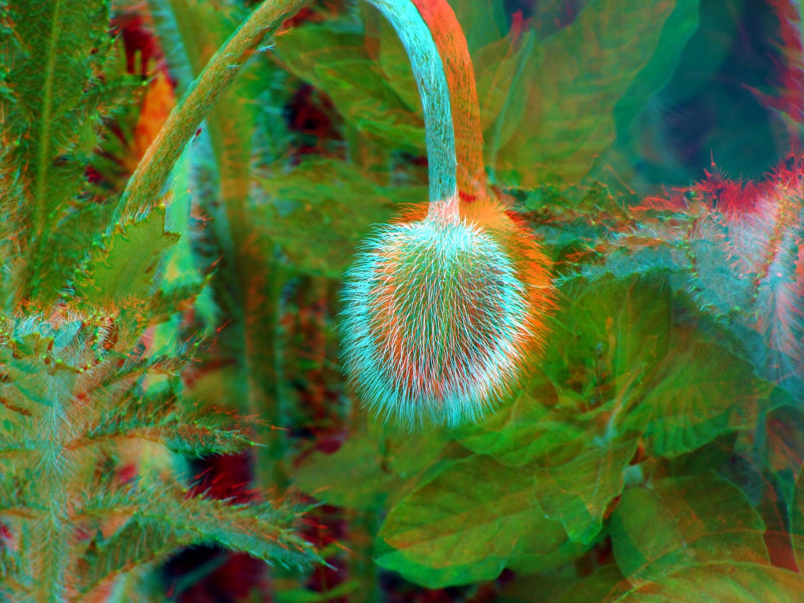 fotofoto: Obrazki anaglifowe.