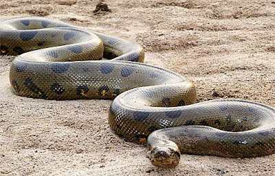 CURIOSIDADE SOBRE ANIMAIS: NACONDA