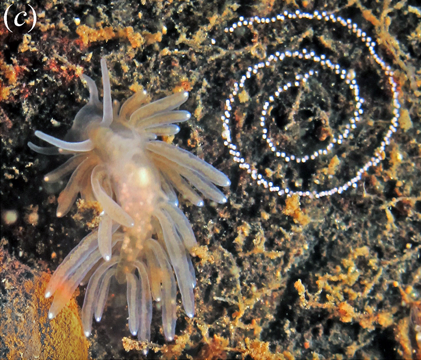 Species New to Science: [Mollusca • 2018] Bohuslania matsmichaeli ...