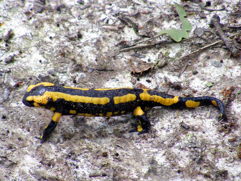 Days on the Claise: The Legendary Salamander, at Last