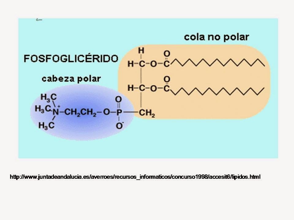 Biomoleculas: Los fosfolipidos