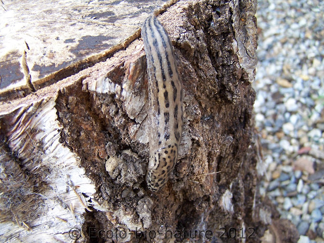 La limace tigrée : une limace mangeuse de limace