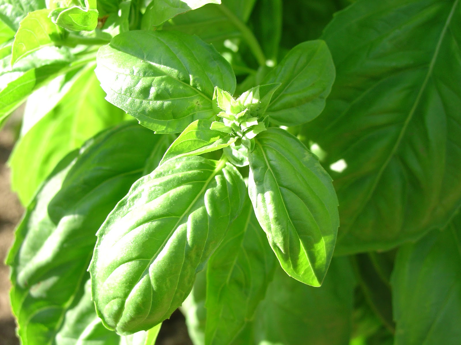 Medicinal Plants at Pura Vida Spa & Yoga Retreat: Basil (Albahaca)