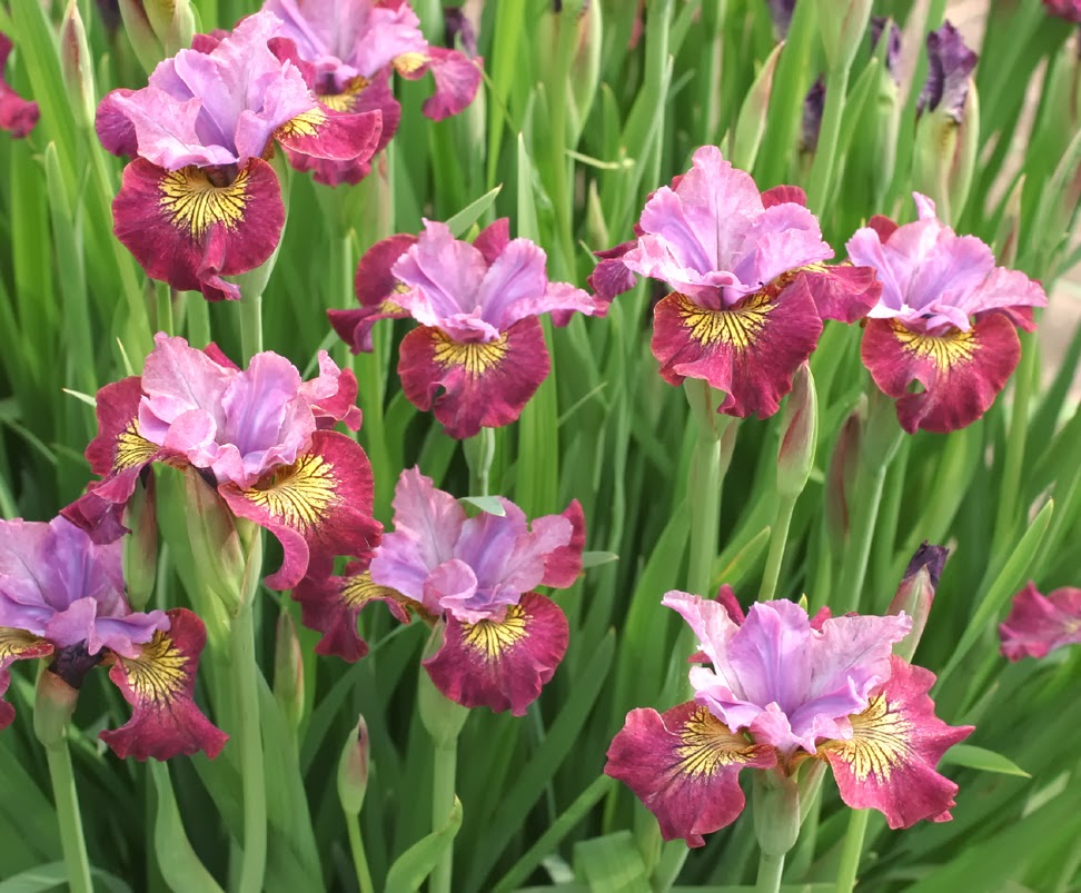 World of Irises: Siberian Irises that the World Overlooked - "Lemon Veil"