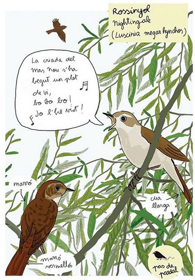 Birding Catalunya: Ocell del mes de maig: el rossinyol (Luscinia ...