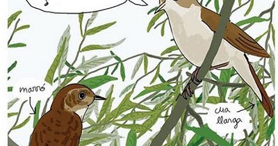 Birding Catalunya: Ocell del mes de maig: el rossinyol (Luscinia ...