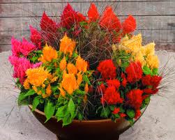 Amazing Garden: Celosia Flower-Easy Flower to Plant