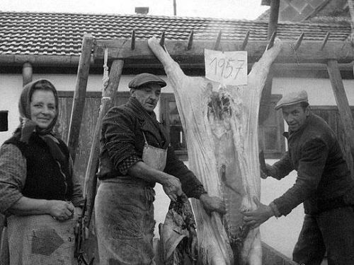 Anikó oldala: Disznóvágás, disznótor a néphagyományban