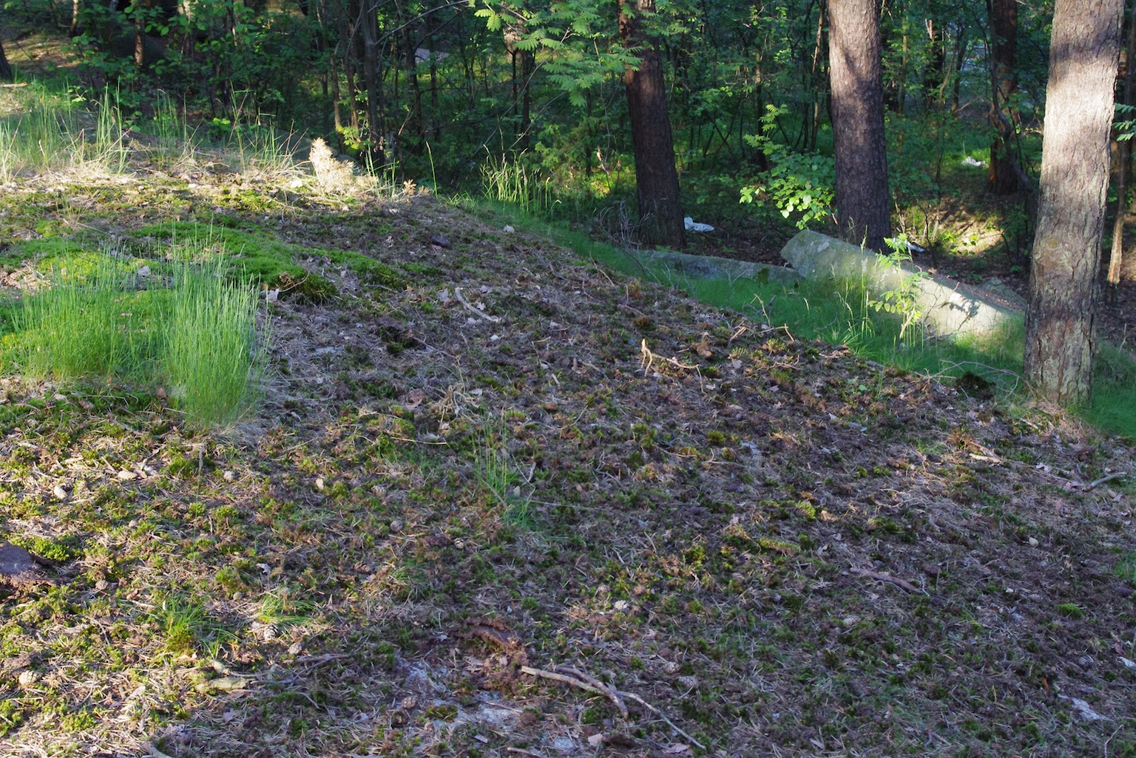 Timeless Environments: Biological Soil Crusts: Boreal & Temperate Forests