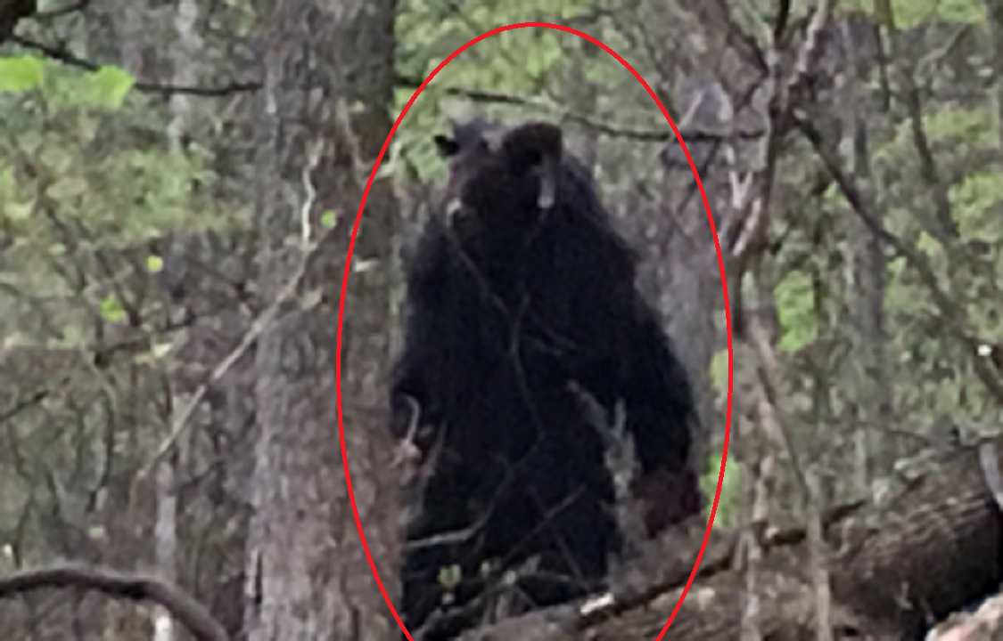 Maryland Goatman Caught On Camera