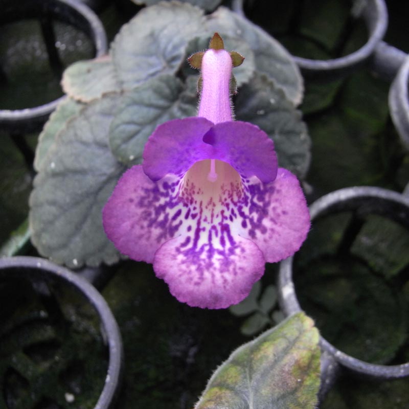 Pirate's Playground: Stone's Mini-Sinningia