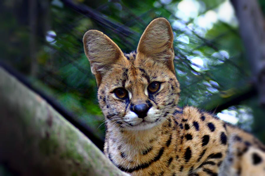 10 Urutan Ras Kucing Peliharaan Termahal Beserta Sejarah"nya