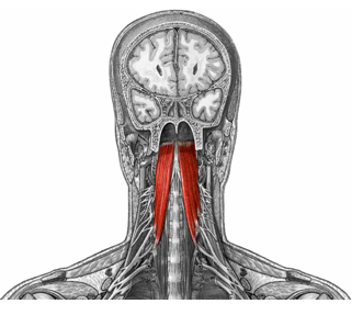 Ciencia y Naturaleza.: Músculos del Cuerpo Humano.