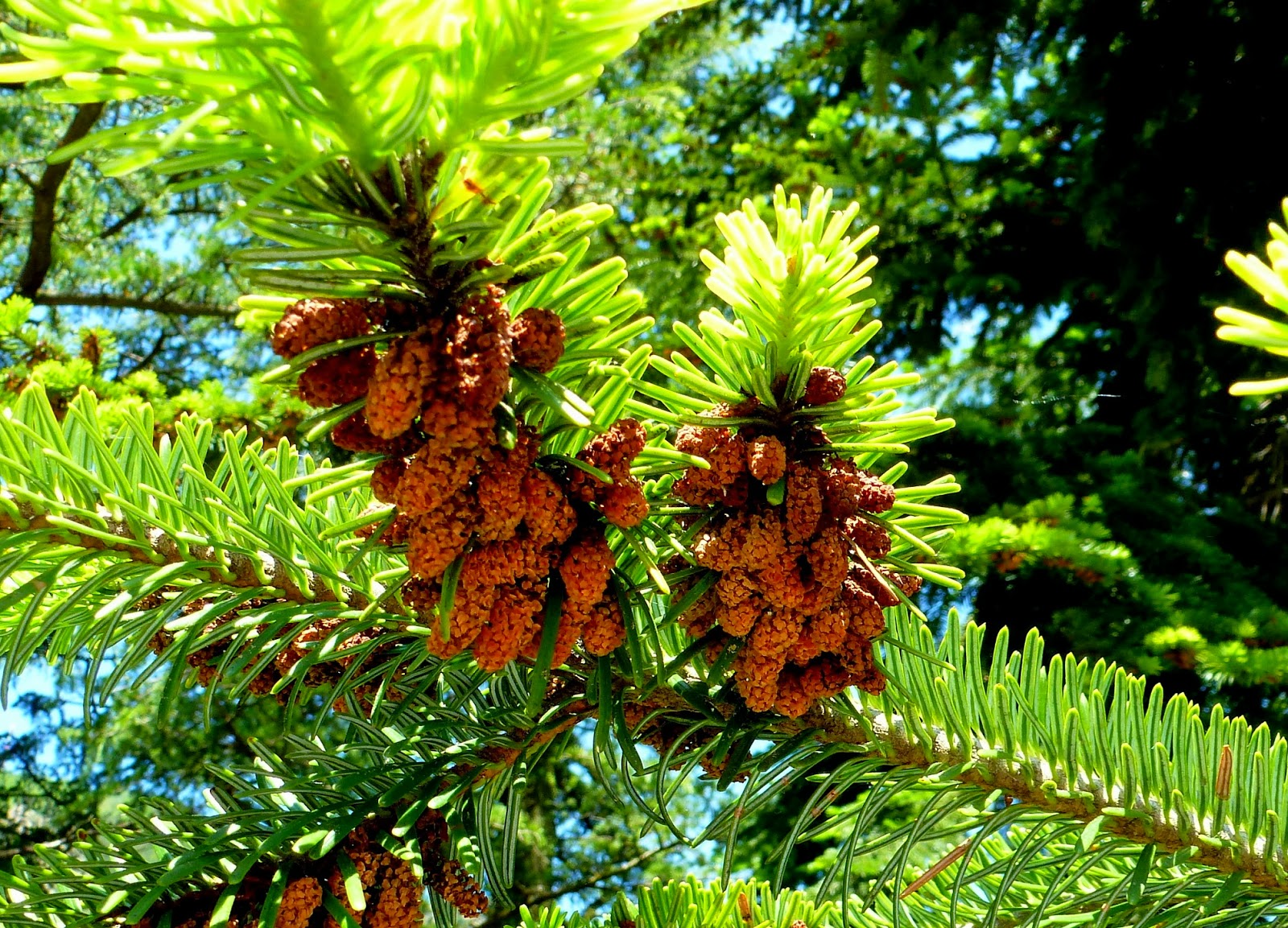 Árboles con alma: Abeto. Avet. (Abies alba)