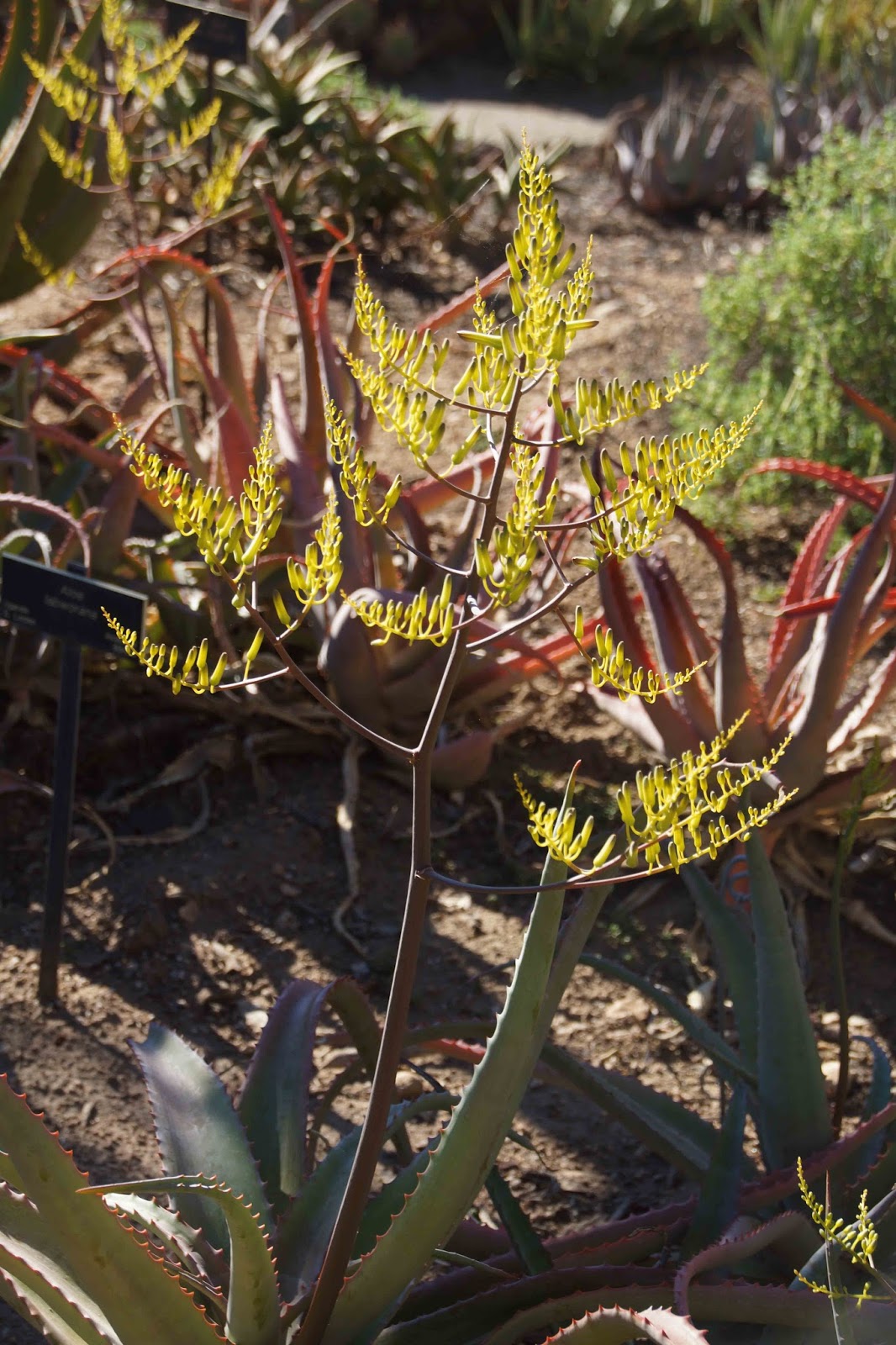 What Aloes Are Blooming At The Huntington November First?