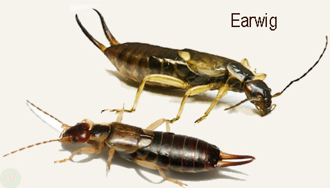 Insects Names, Meaning & Images | Insects Vocabulary | Necessary ...