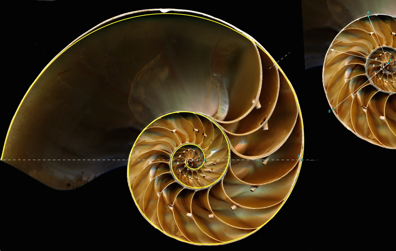 Nautilus Shell Golden Ratio