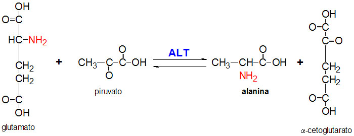Apuntes para novat@s de Enfermería: Tema 24 - TRANSAMINACIÓN Y DESAMINACIÓN