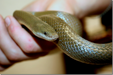 PETER GIDDY.: SNAKES OF THE MILL PARK AREA -- MAY 2016