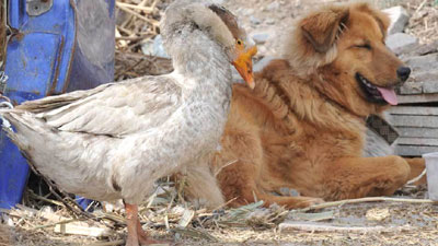 Anjing dan angsa jadi kawan baik - Unikversiti