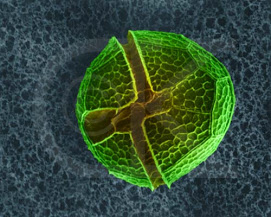 BIOLOGÍA DOMINIO EUKARYA REINO PROTISTA Y FUNGI