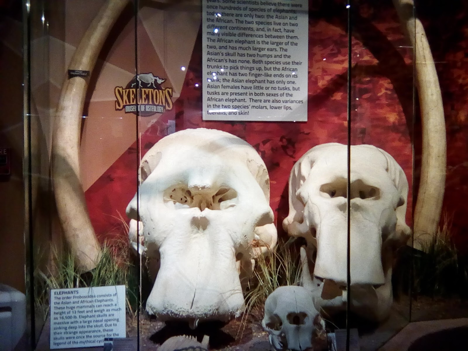 Ben's Journal: Good to the Bone: Orlando's Museum of Osteology
